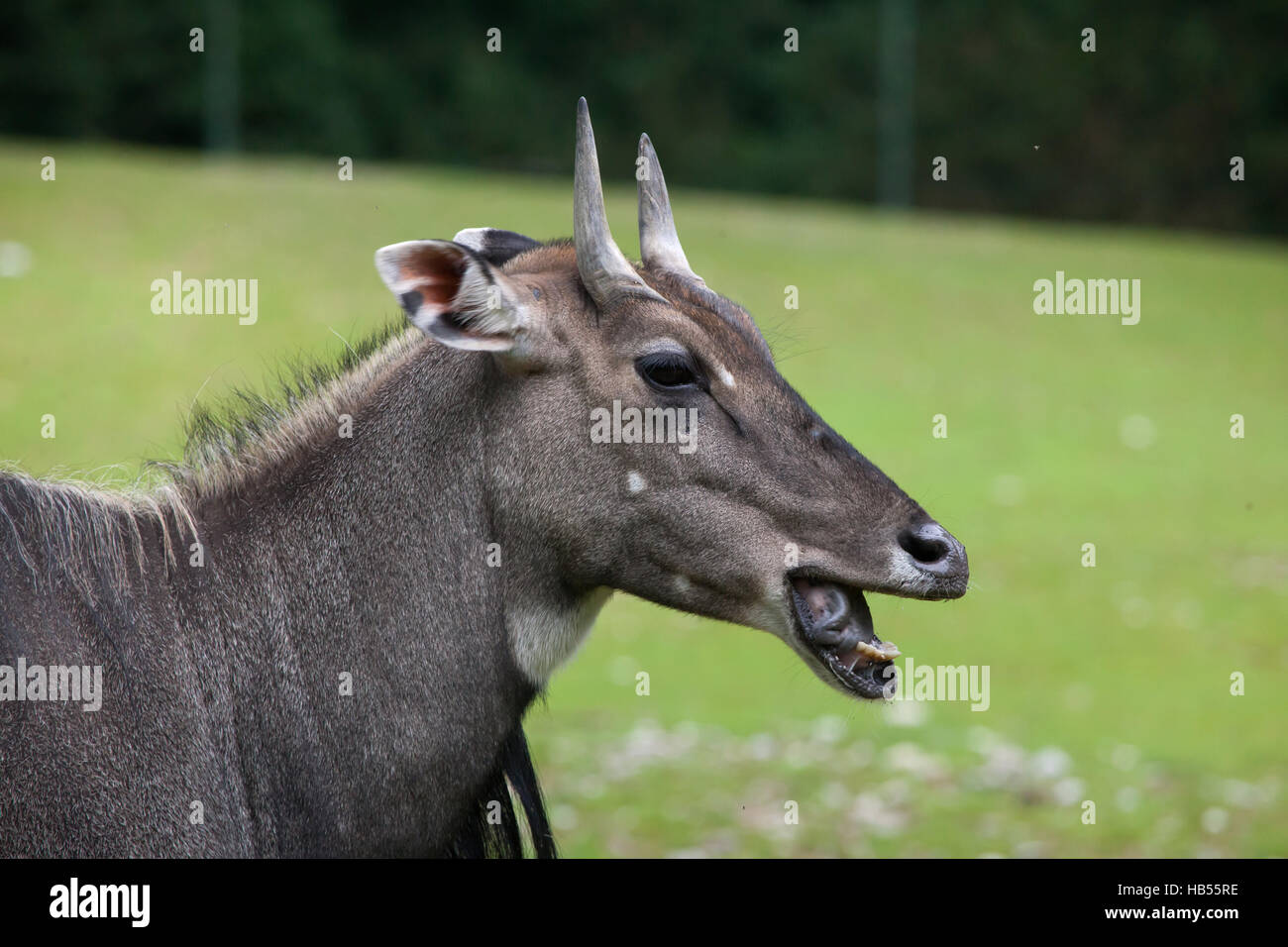 Nilgai (Boselaphus tragocamelus), also known as the nilgau or blue bull ...