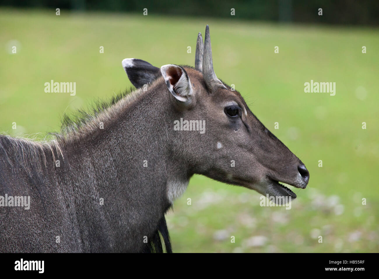 Nilgai (Boselaphus tragocamelus), also known as the nilgau or blue bull ...