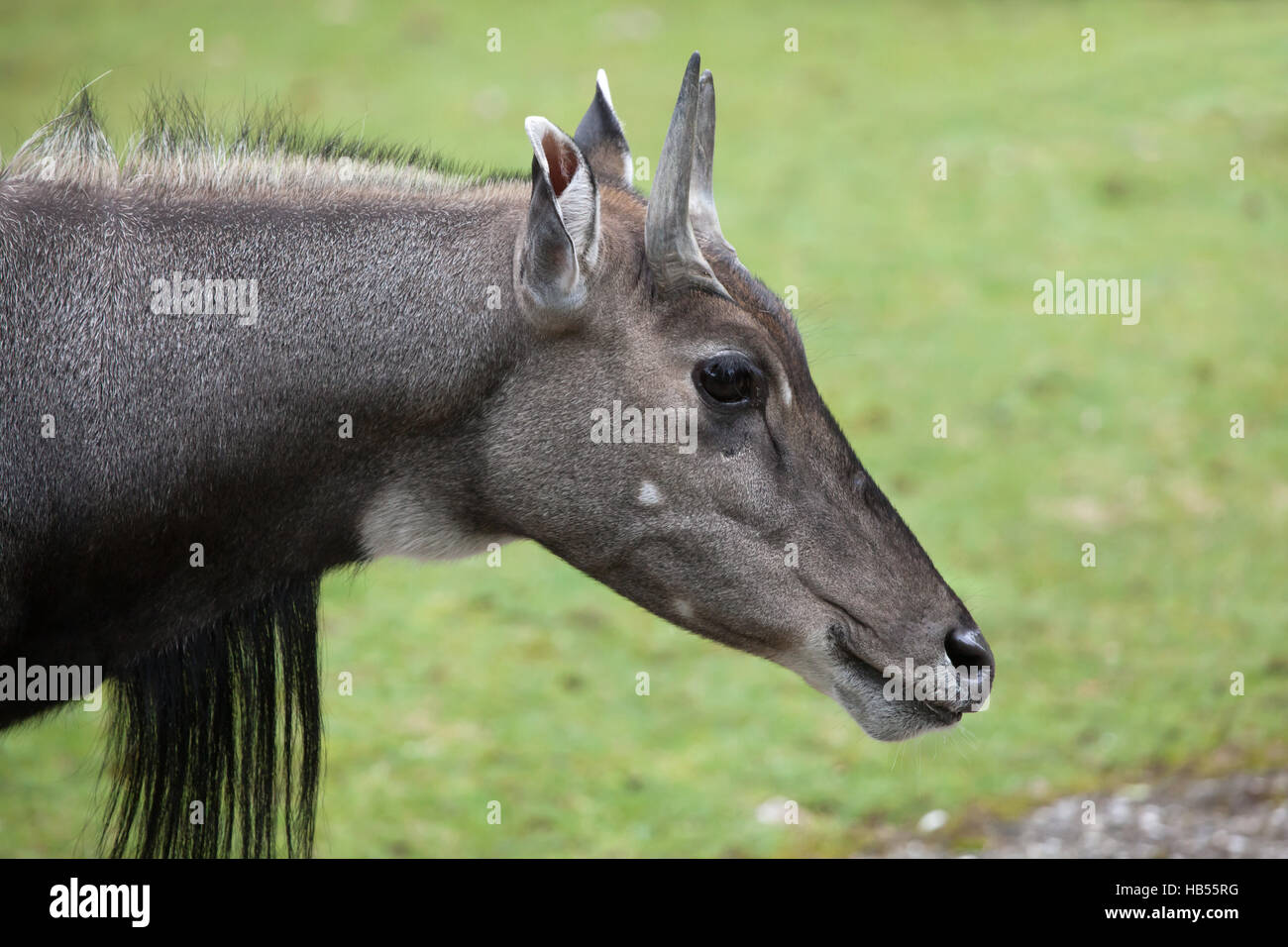 Nilgai (Boselaphus tragocamelus), also known as the nilgau or blue bull ...