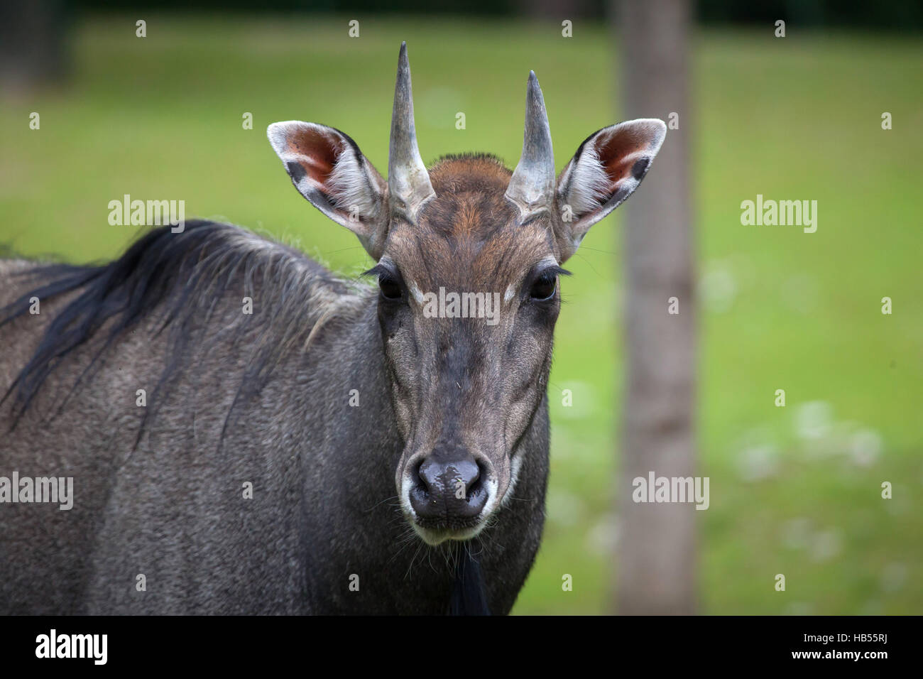 Nilgai (Boselaphus tragocamelus), also known as the nilgau or blue bull ...
