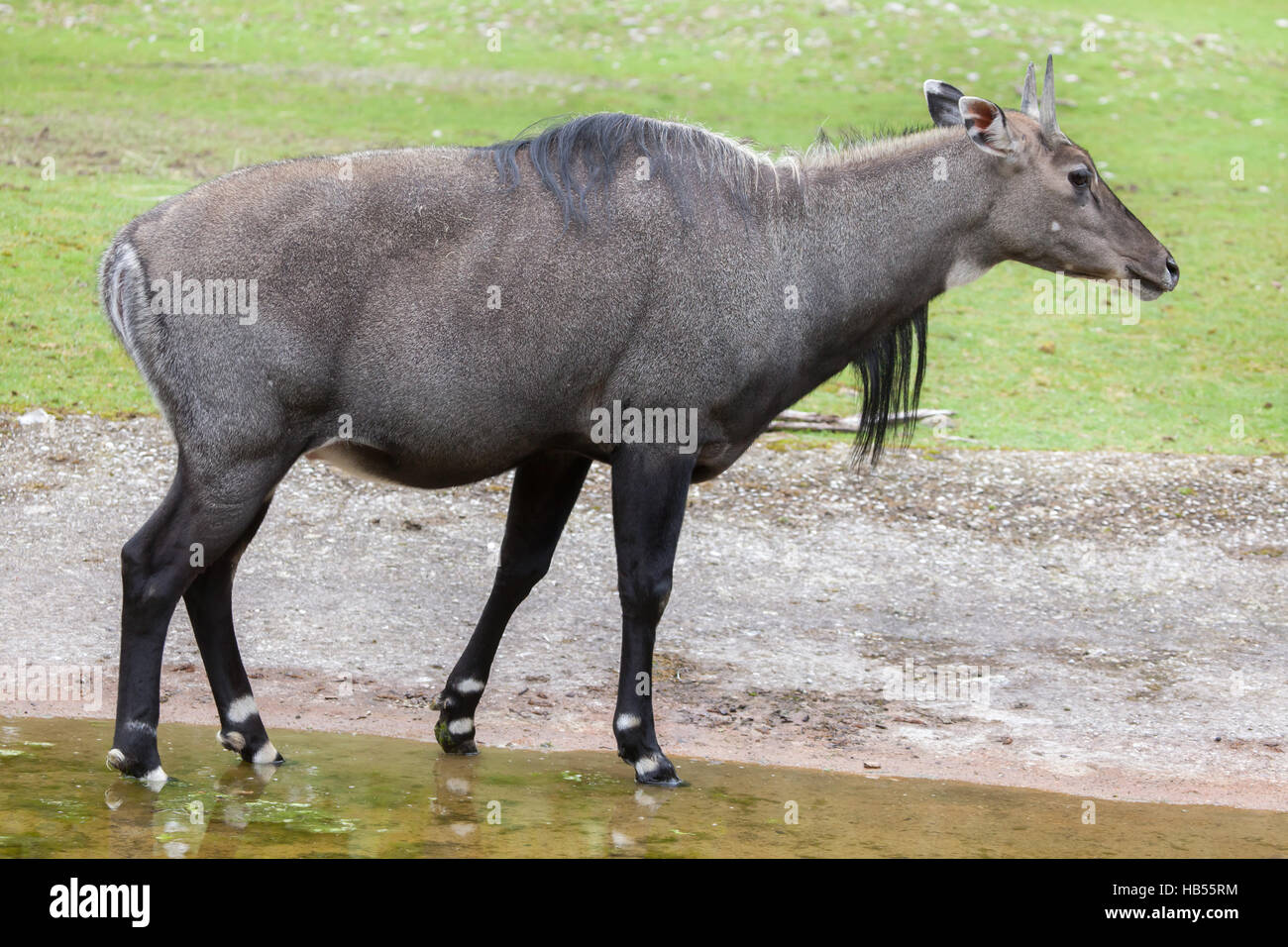 Nilgai (Boselaphus tragocamelus), also known as the nilgau or blue bull ...