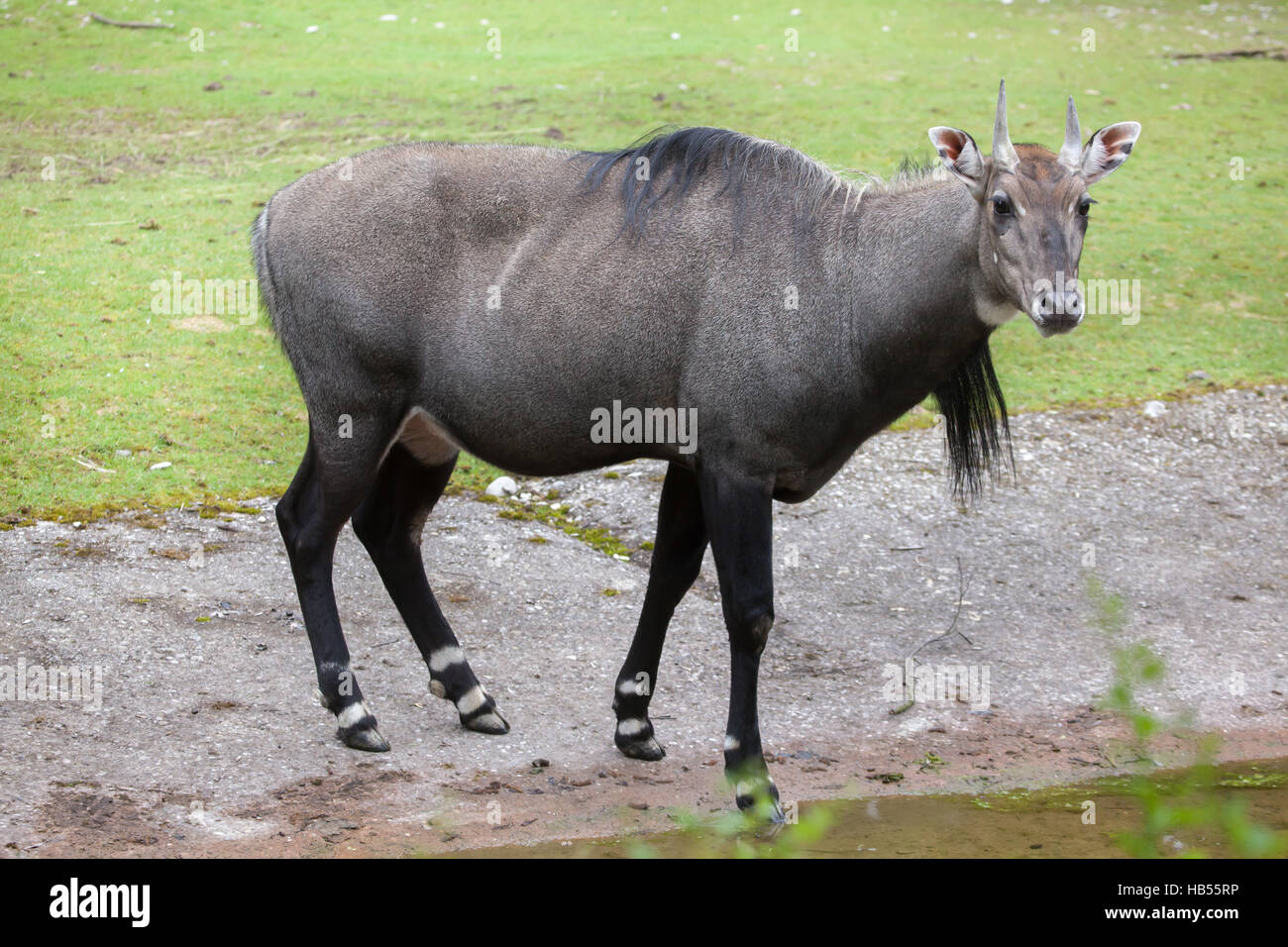 Nilgai (Boselaphus tragocamelus), also known as the nilgau or blue bull ...