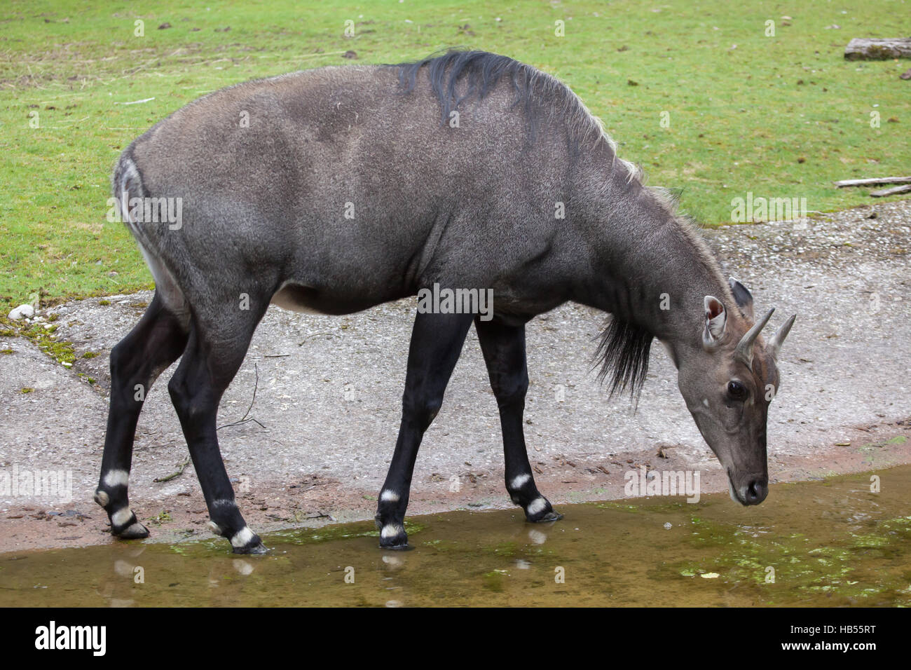Nilgai (Boselaphus tragocamelus), also known as the nilgau or blue bull ...