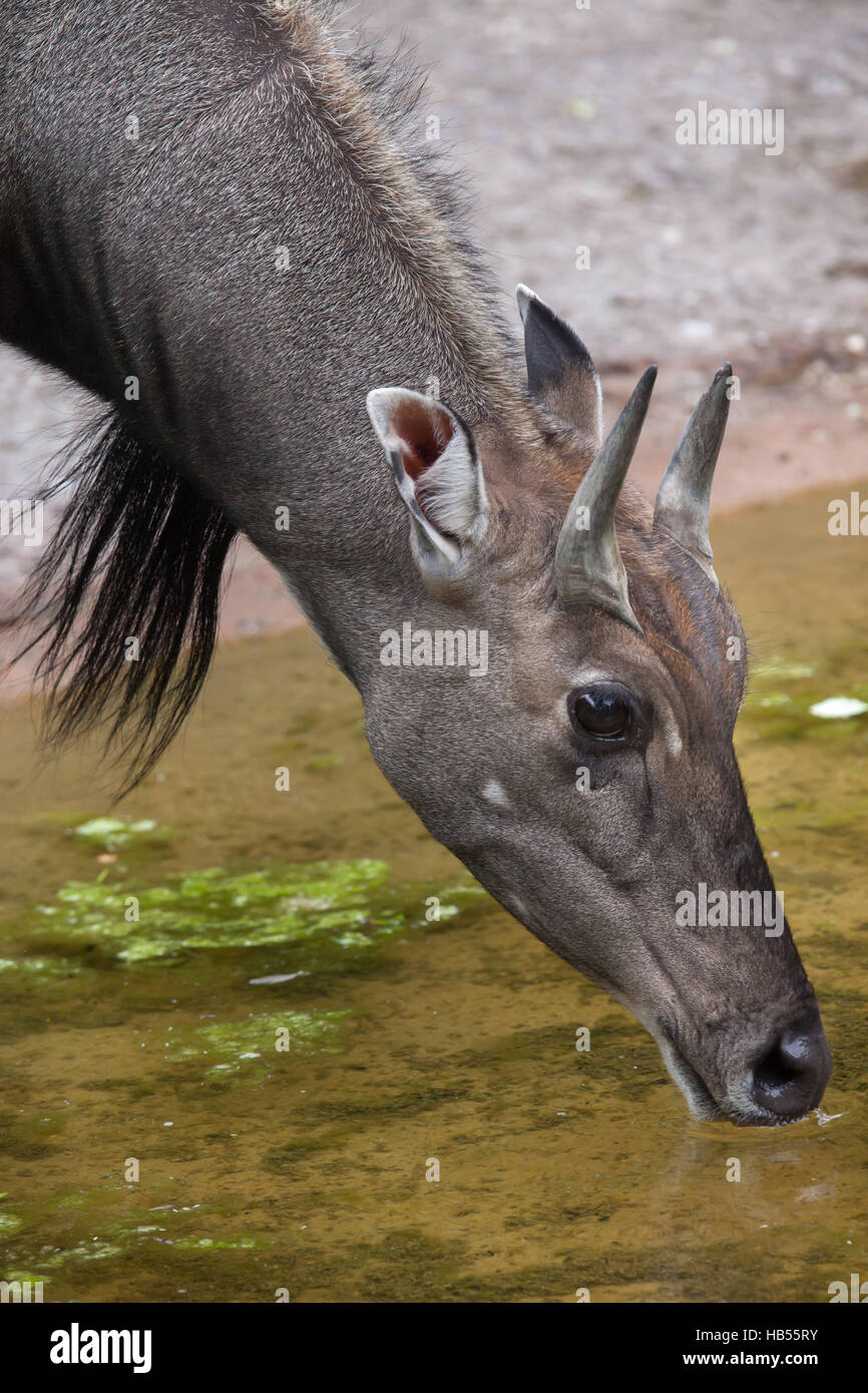 Nilgai (Boselaphus tragocamelus), also known as the nilgau or blue bull ...