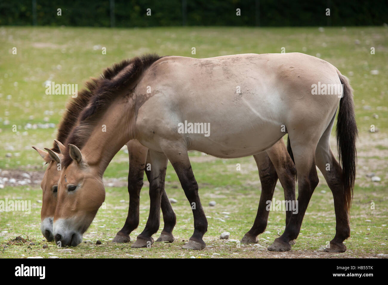 Przewalski's horse (Equus ferus przewalskii), also known as the Asian ...