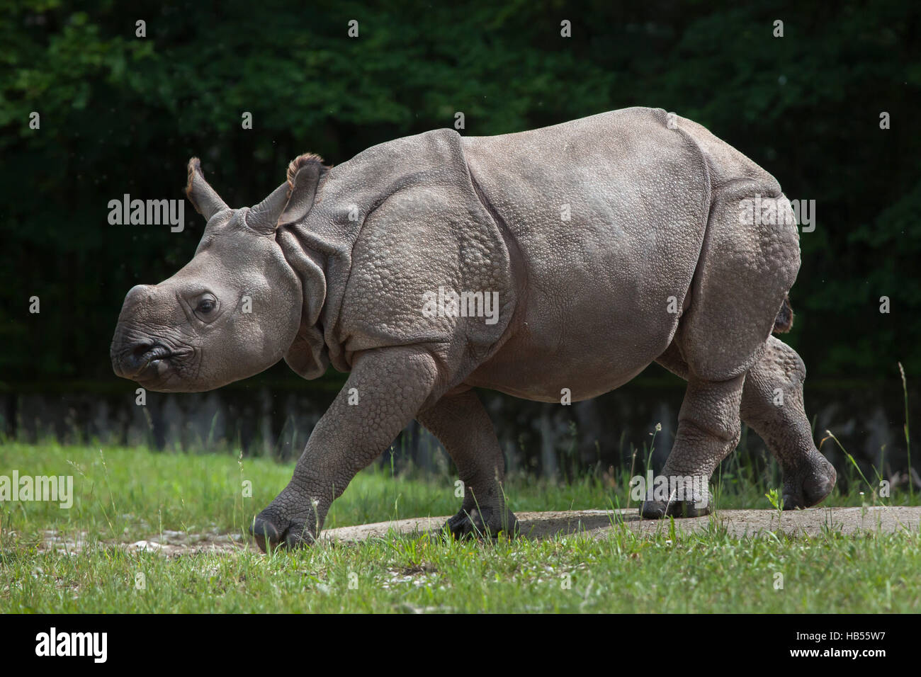 Nine-month-old Indian rhinoceros (Rhinoceros unicornis) called Puri at ...