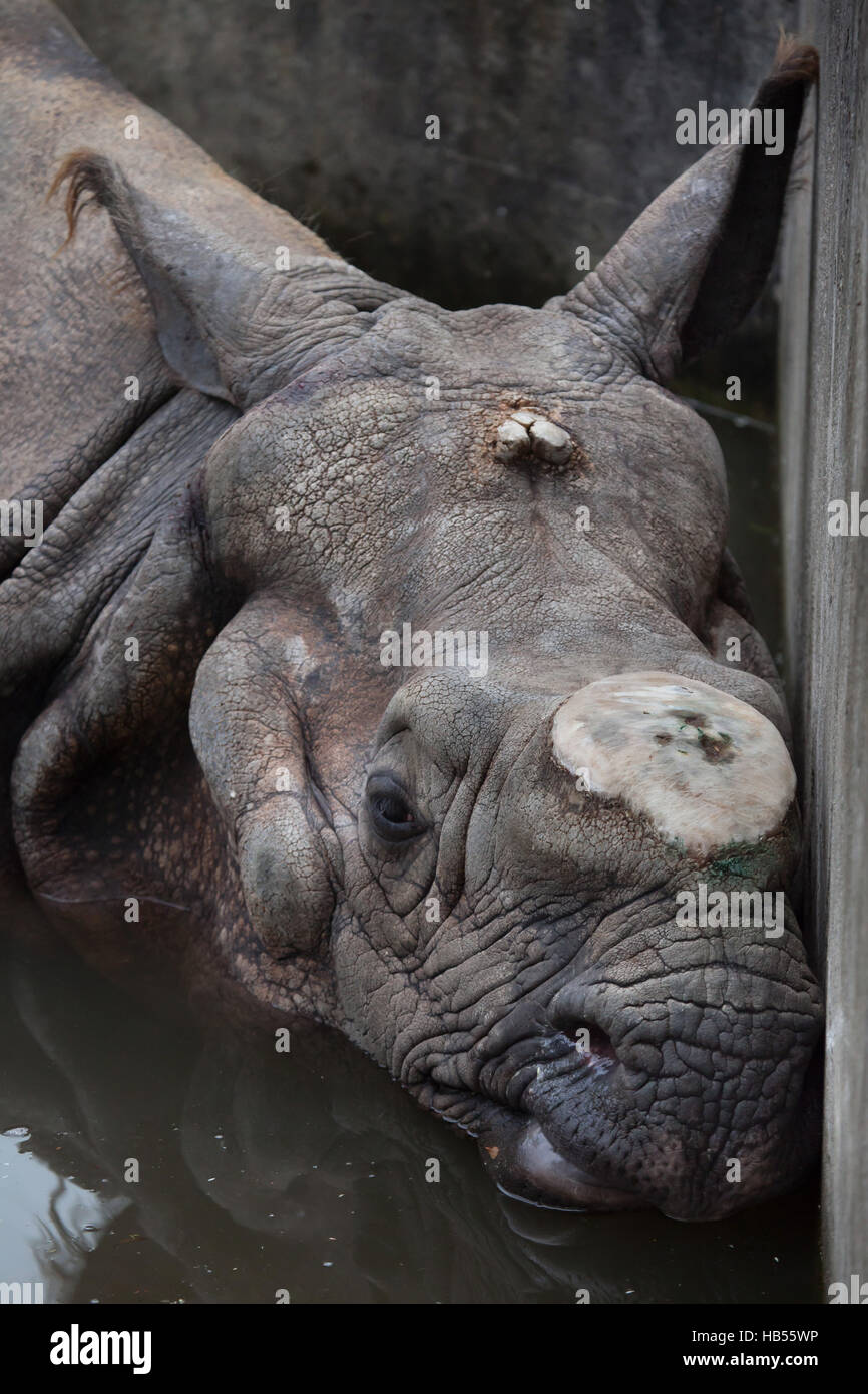 Horn rhino cut hi-res stock photography and images - Alamy