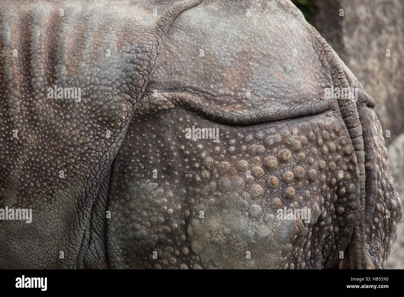 Indian rhinoceros (Rhinoceros unicornis). Skin texture Stock Photo - Alamy