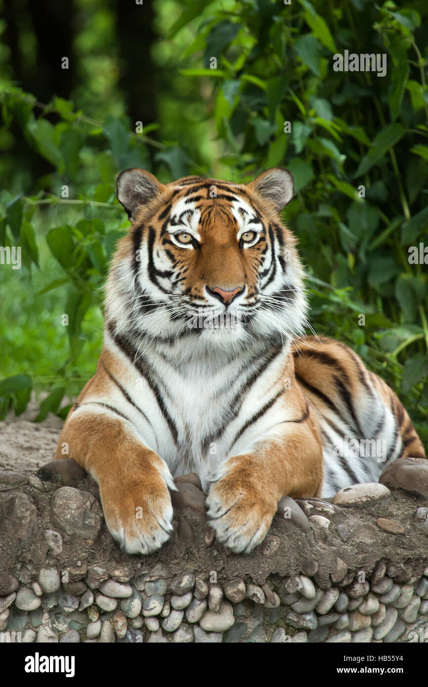 Siberian tiger (Panthera tigris altaica), also known as the Amur tiger ...
