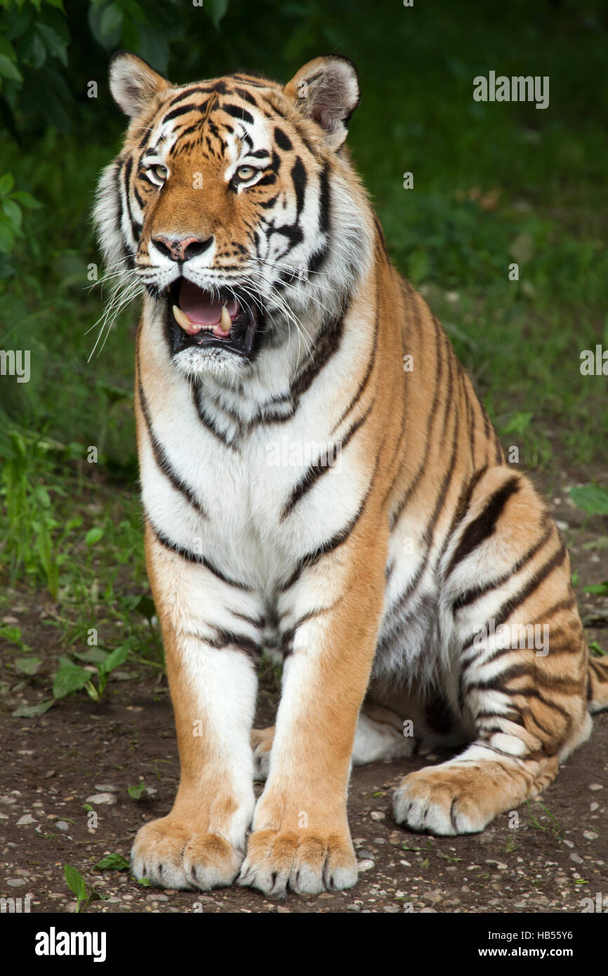 Siberian tiger (Panthera tigris altaica), also known as the Amur tiger ...