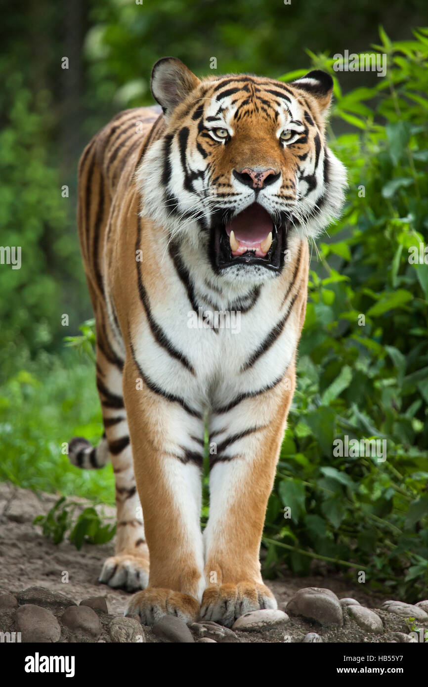 Siberian tiger (Panthera tigris altaica), also known as the Amur tiger ...