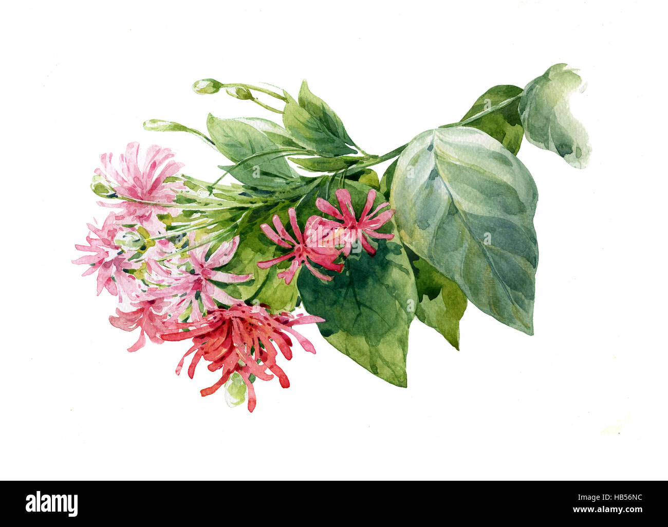 Watercolor painting leaves flower Cut Out Stock Images & Pictures - Alamy