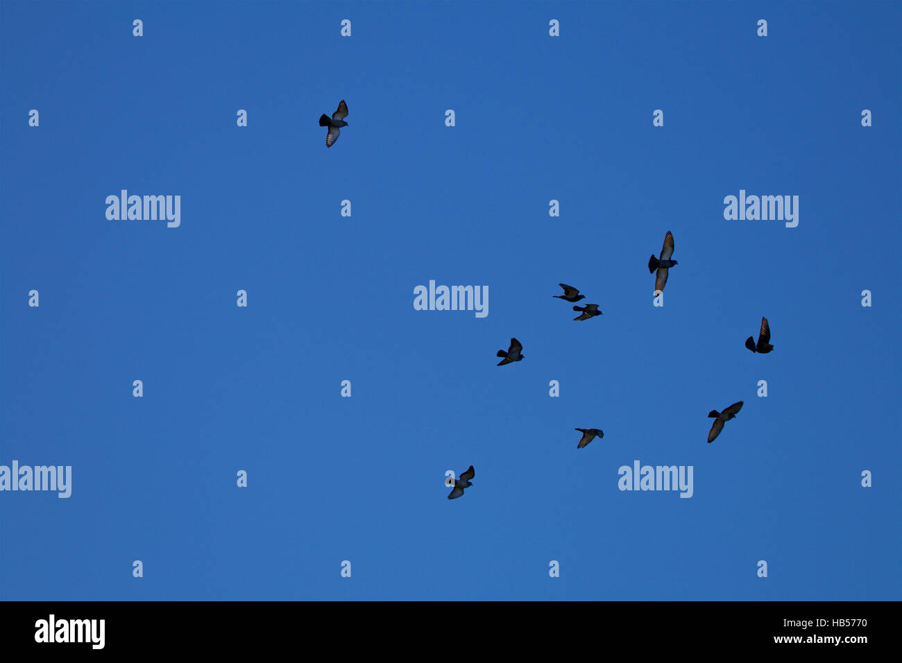 Flock of birds flying across blue sky Stock Photo - Alamy