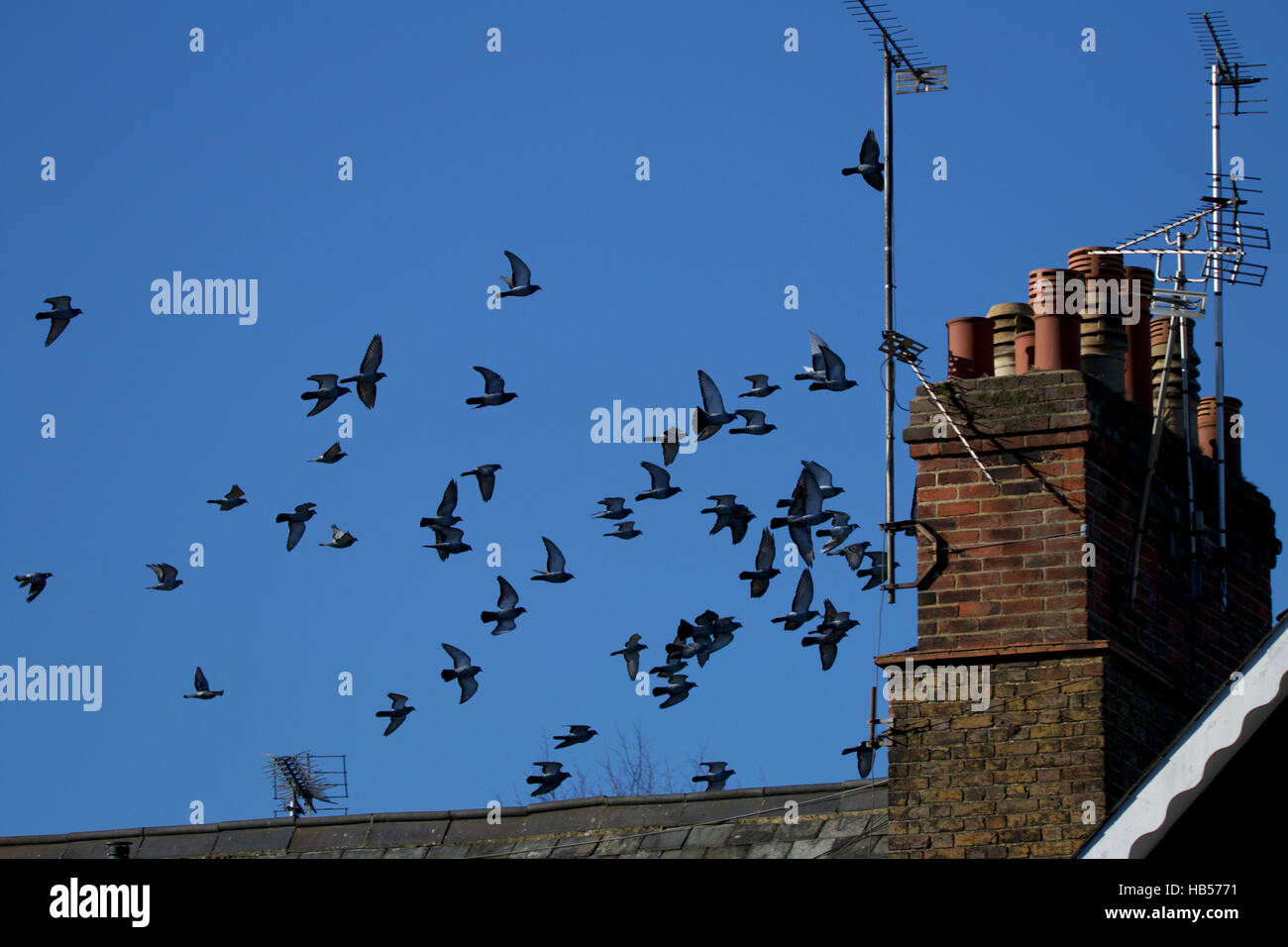 Flock of birds flying across blue sky Stock Photo - Alamy