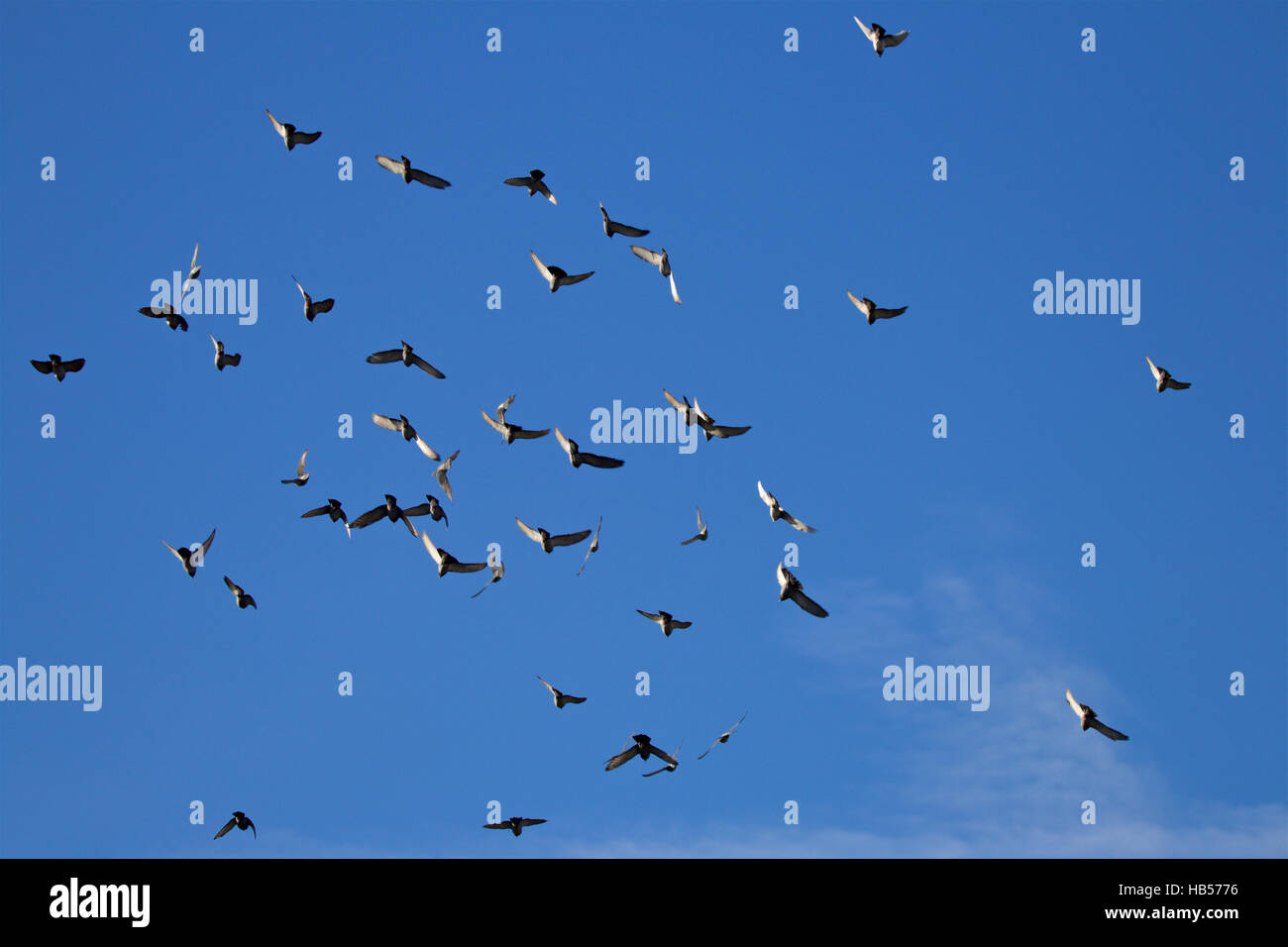Flock of birds flying across blue sky Stock Photo - Alamy