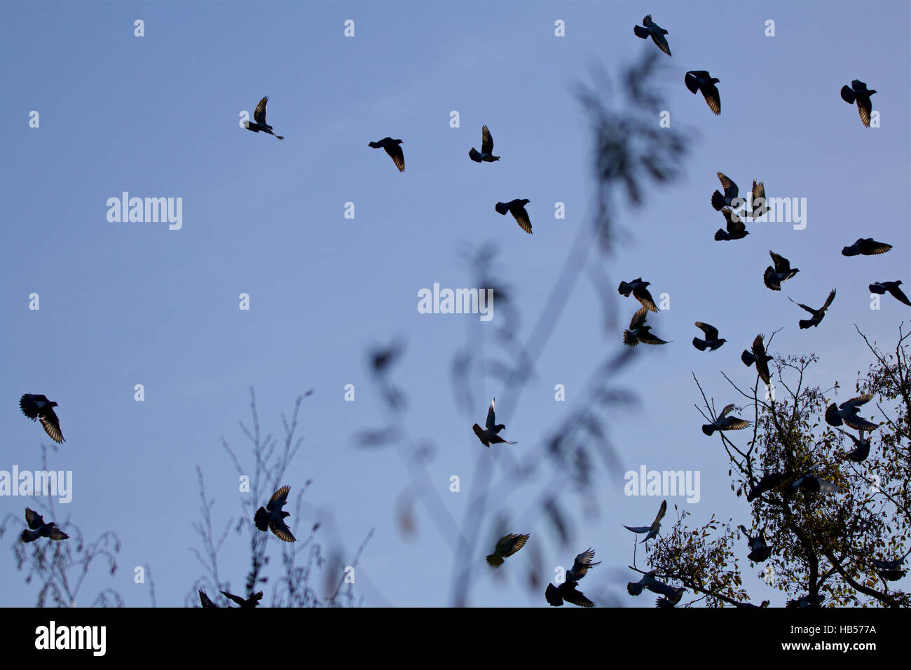 Flock of birds flying across blue sky Stock Photo - Alamy