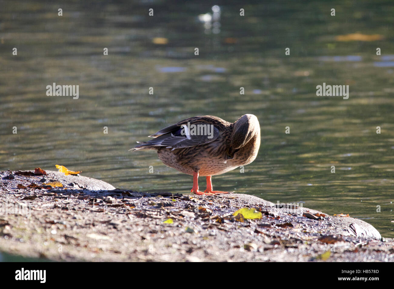 Duck at a park hi-res stock photography and images - Alamy