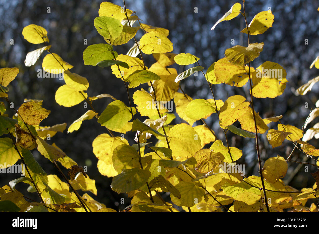 Signs of autumn hi-res stock photography and images - Alamy