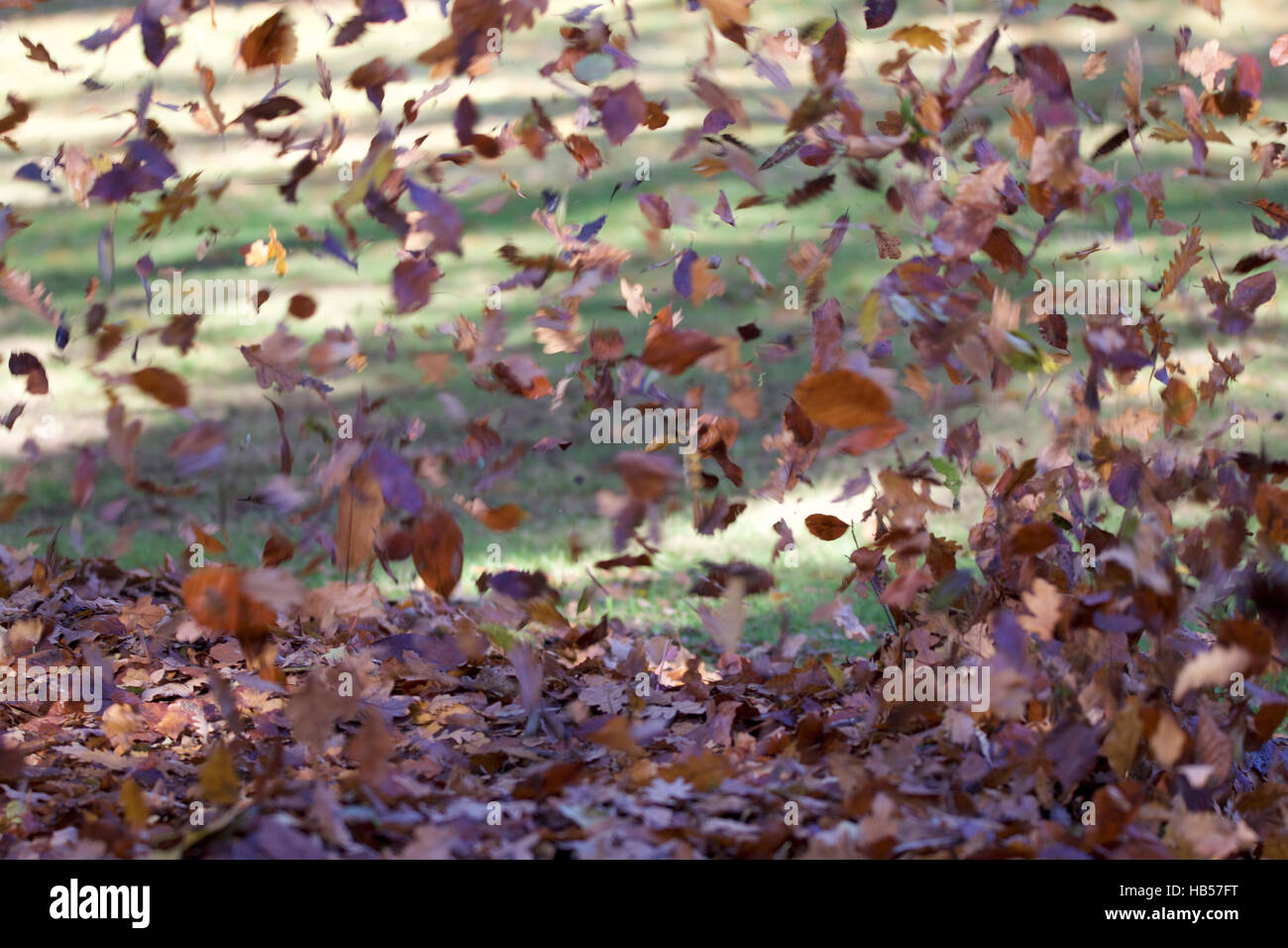 Leaves blown in all directions, flying leaves, multi colored autumn ...