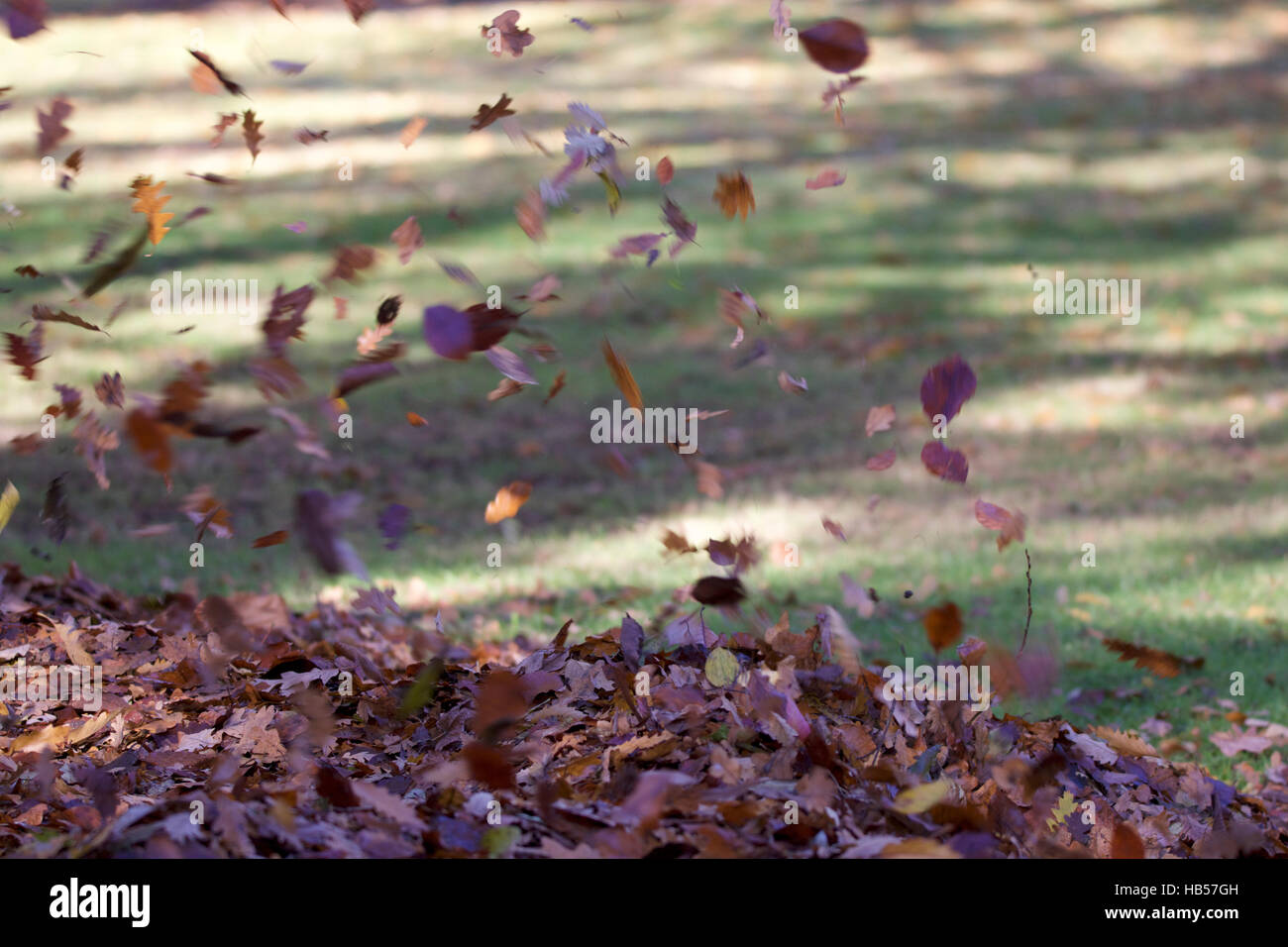Flying leaves hi-res stock photography and images - Alamy