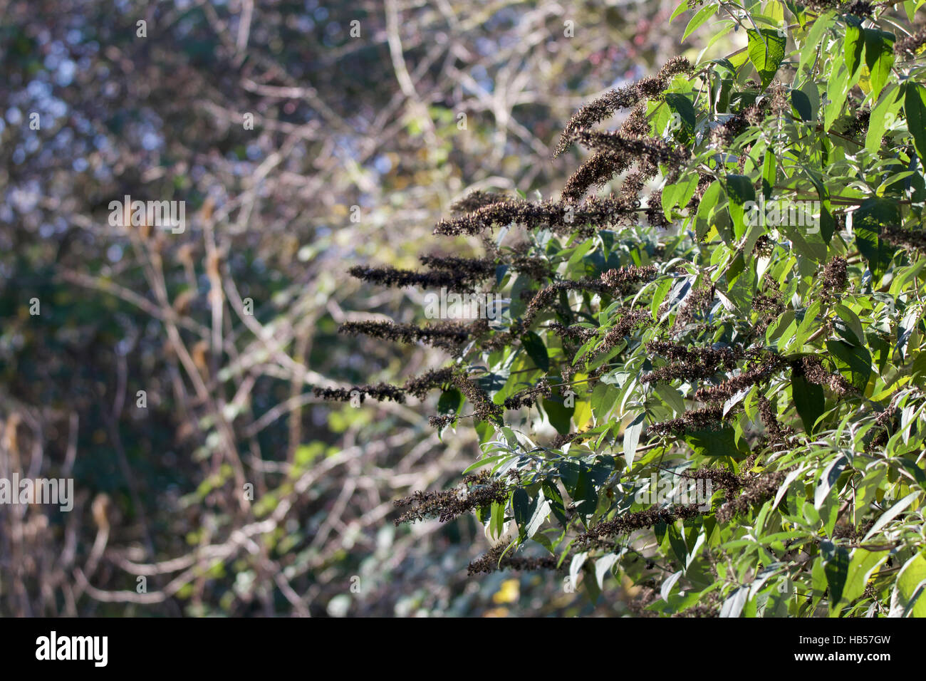 Line of flowers growing out of bush horizontally Stock Photo - Alamy