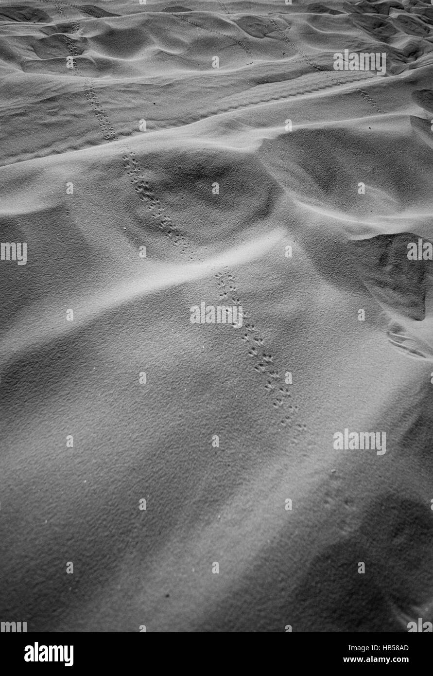 The desert sands capture every footprint as travellers cross the dunes ...