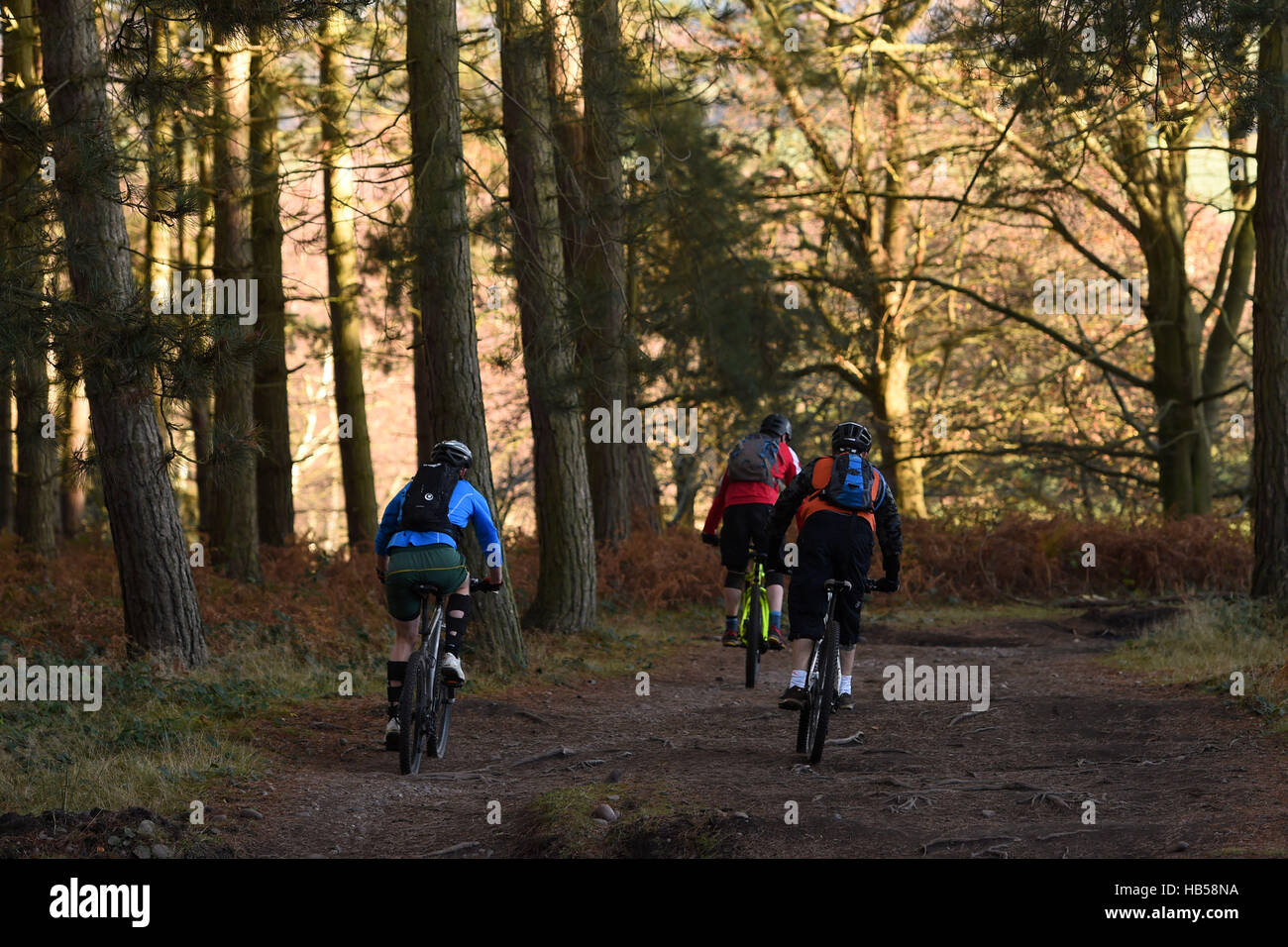 Mountain bikers on a trail in Cannock Chase, Staffordshire Stock Photo ...