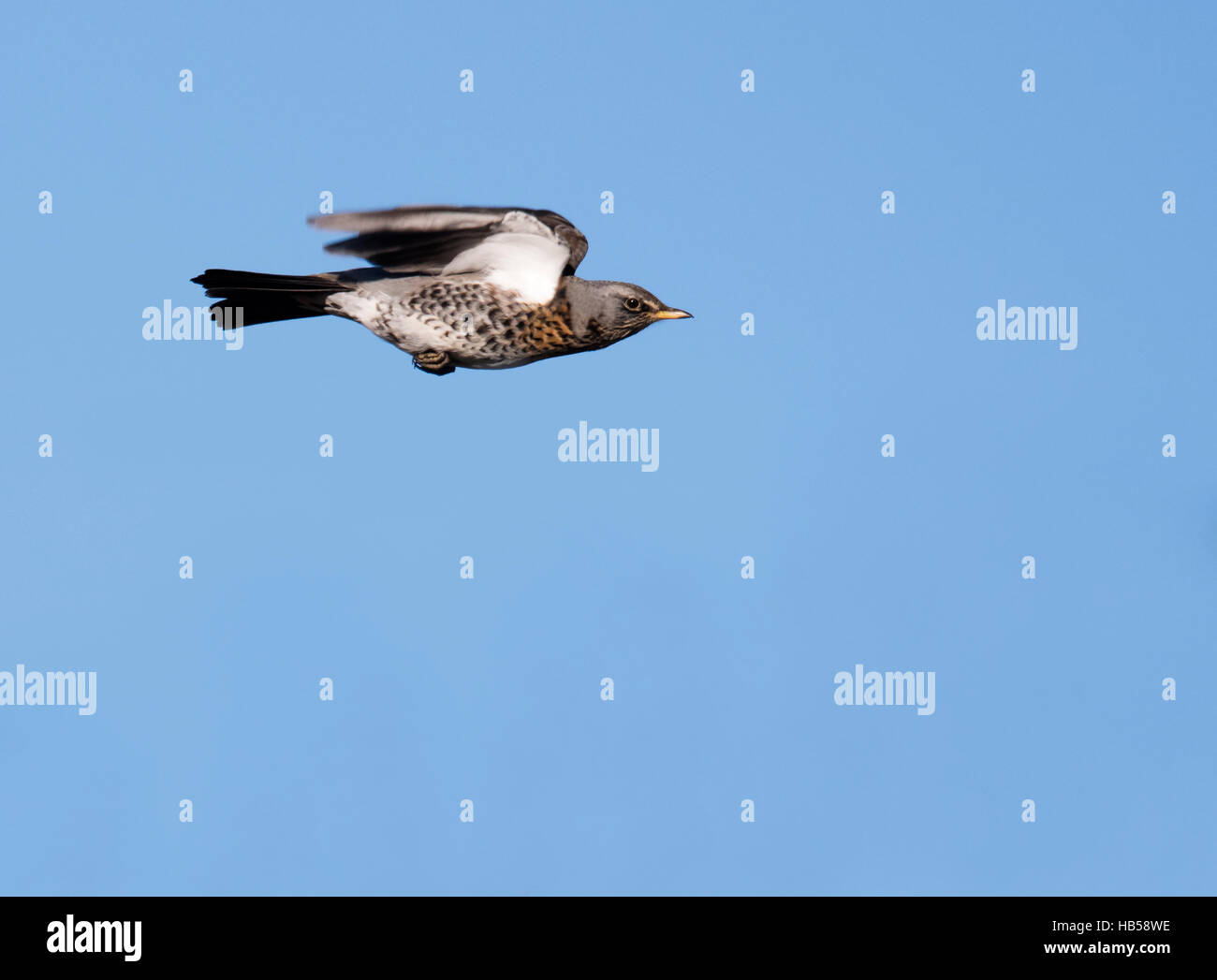 Fieldfares flying hi-res stock photography and images - Alamy