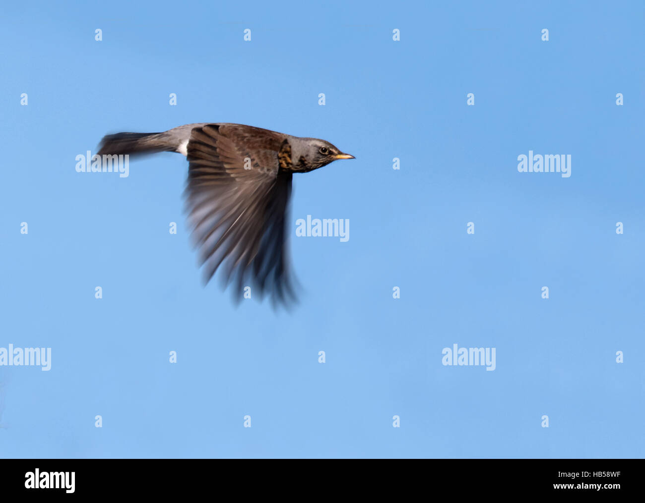 Fieldfares flying hi-res stock photography and images - Alamy