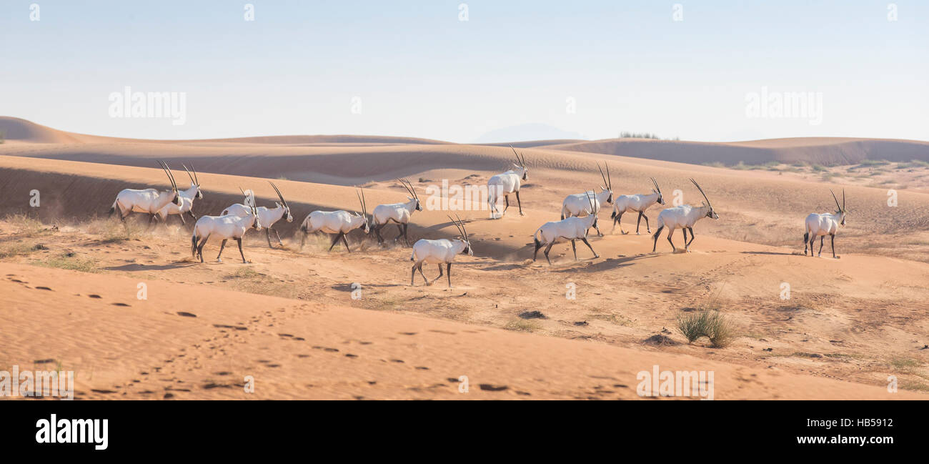 Arabian Oryx (oryx leucoryx) in a desert near Dubai Stock Photo - Alamy
