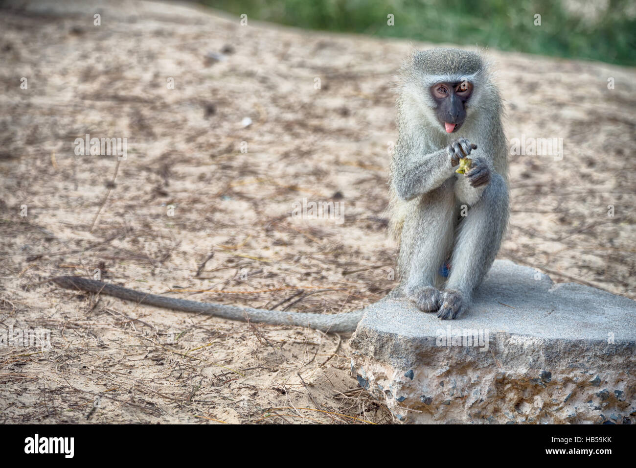 blur in south africa kruger wildlife nature reserve and wild monkey ...