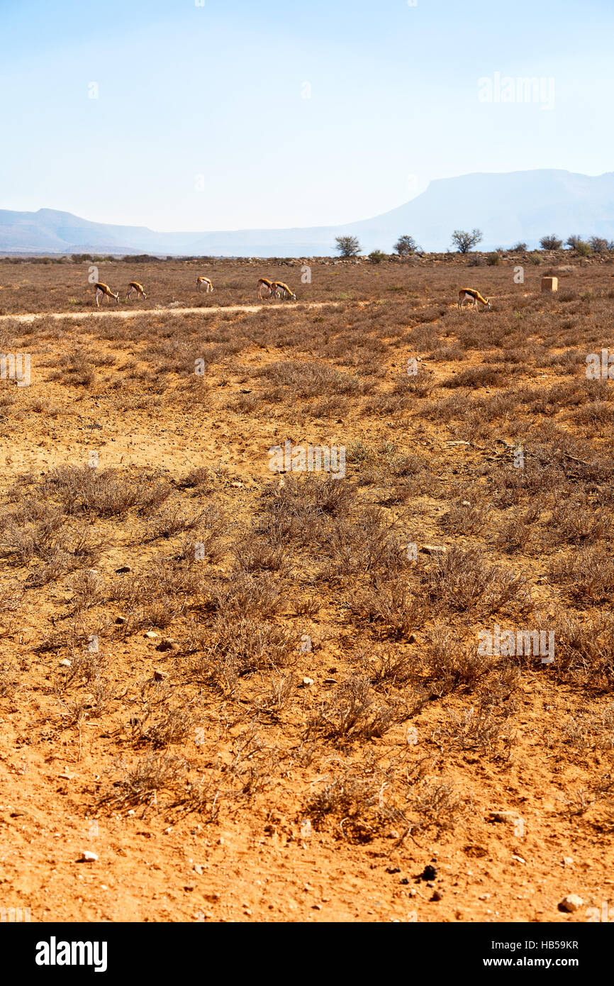 blur in south africa valley of desolation dirty road rock tree and sky ...