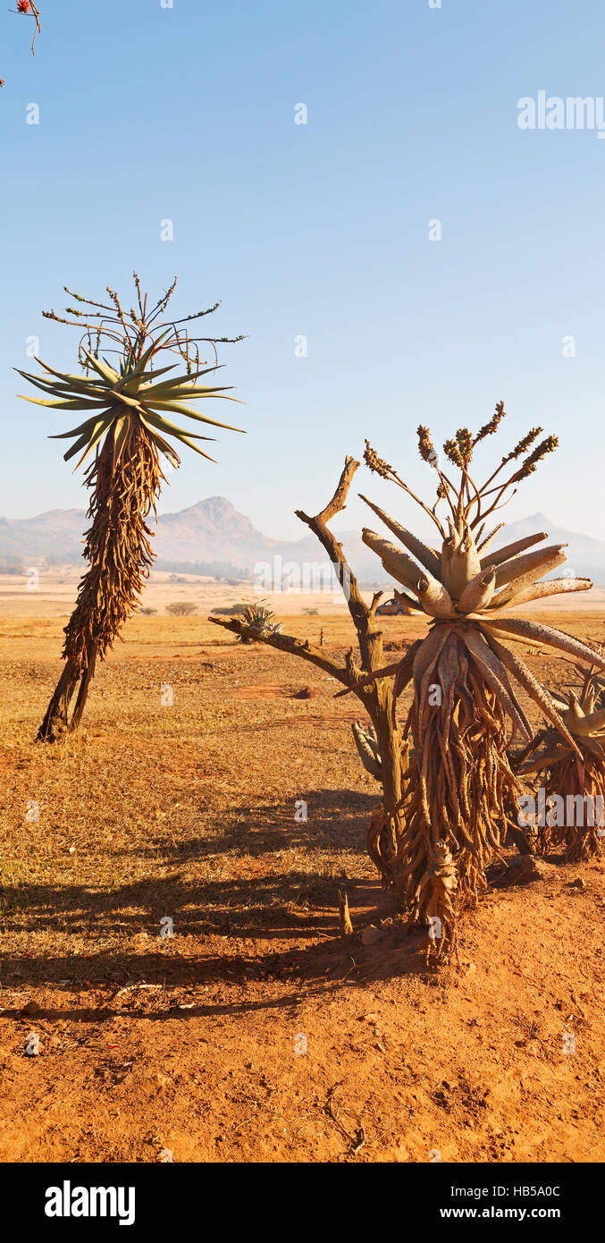 blur in swaziland mlilwane wildlife nature reserve mountain and tree ...