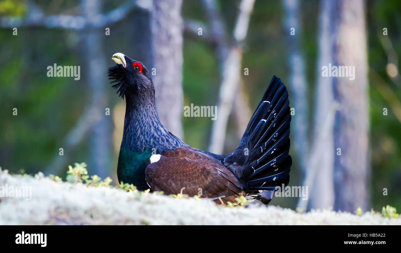 The western capercaillie (Tetrao urogallus), also known as the wood ...