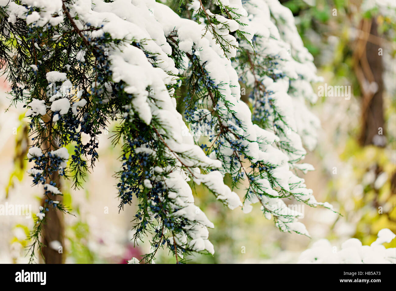Cypress bush close hi-res stock photography and images - Alamy