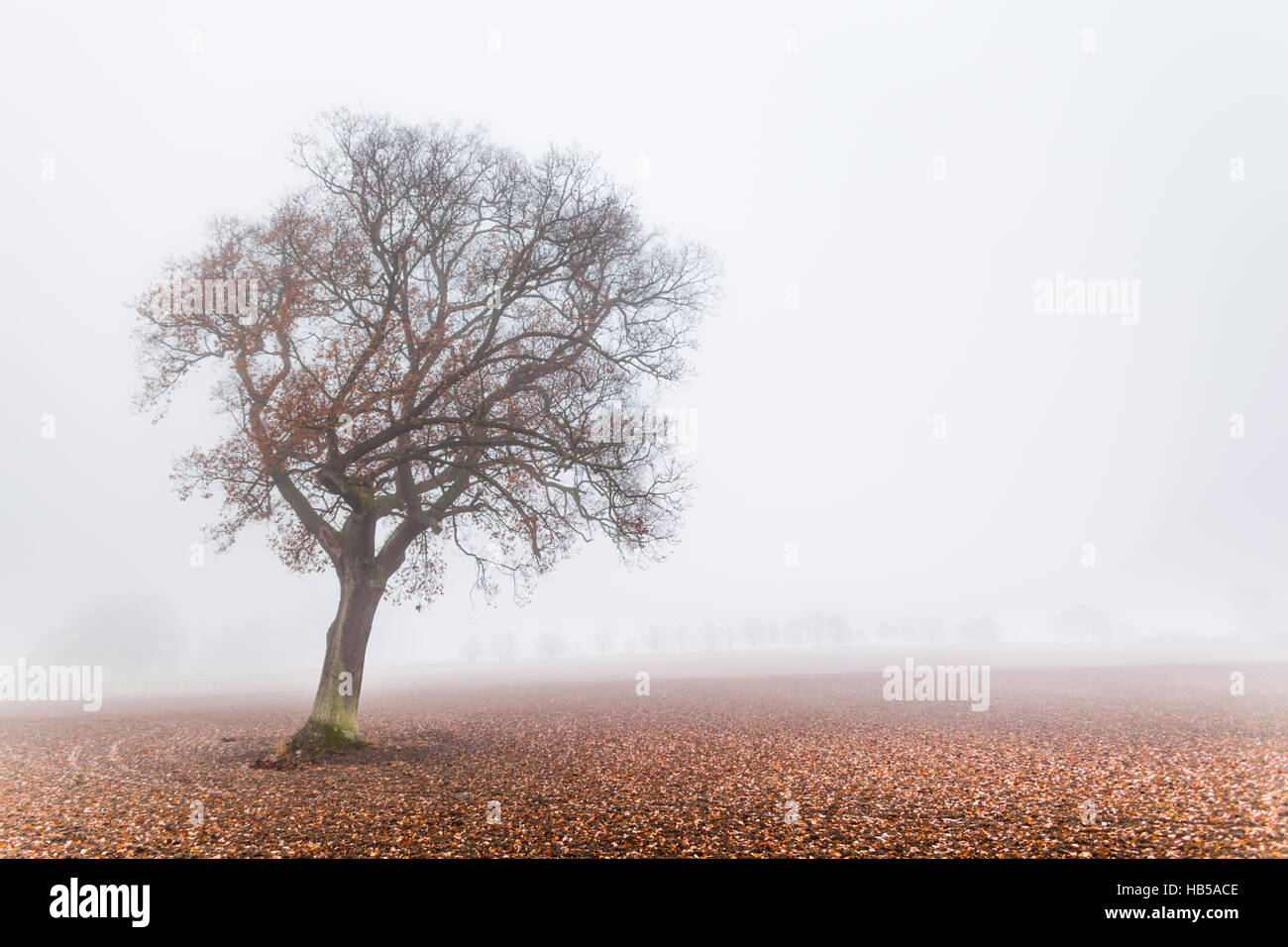 Scattering of leaves hi-res stock photography and images - Alamy