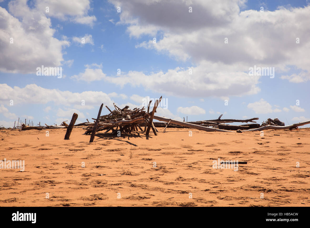 Driftwood Trees Branches and Trash Lumber on Beach Stock Photo - Alamy