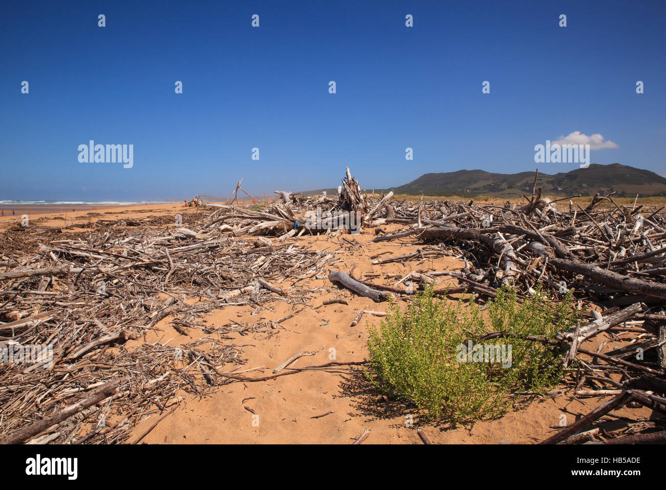 Driftwood Trees Branches and Trash Lumber on Beach Stock Photo - Alamy