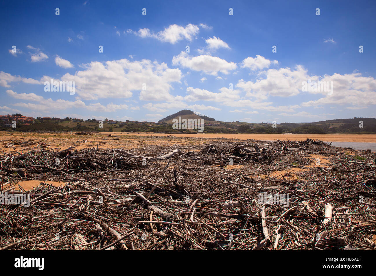 Driftwood Trees Branches and Trash Lumber on Beach Stock Photo - Alamy