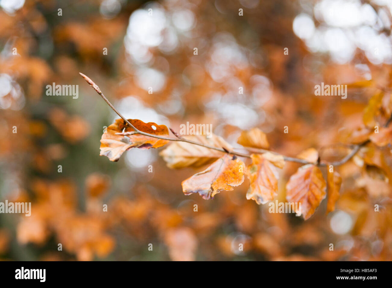 Catching rain woods hi-res stock photography and images - Alamy