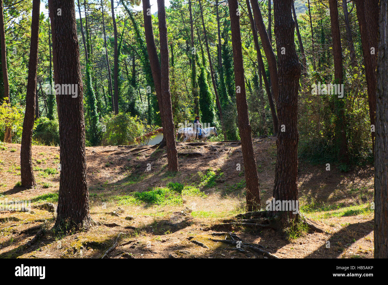 Man ride horses between the pines, Cantabria Stock Photo - Alamy