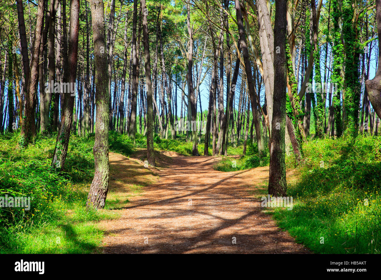 Pinewood in the Liencres dunes nature reserve of Cantabrian Stock Photo ...