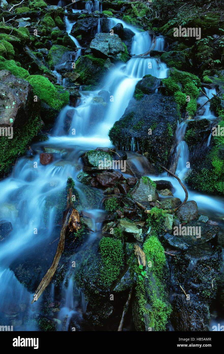 Cool Temperate Rainforest High Resolution Stock Photography and Images ...