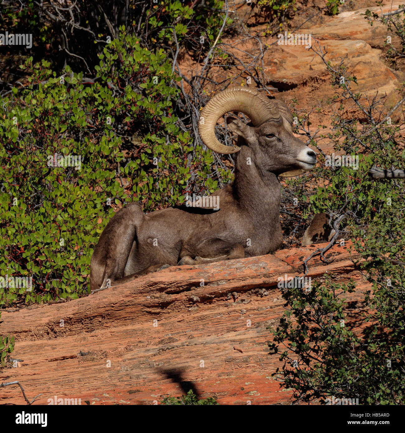 Desert Bighorn Sheep Ram, Zion Park, Utah, United States Stock Photo ...