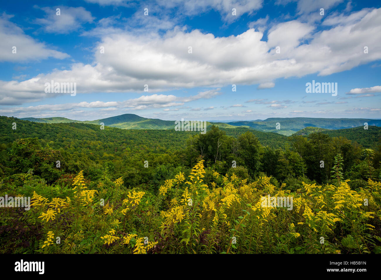 Western north carolina forest hi-res stock photography and images - Alamy