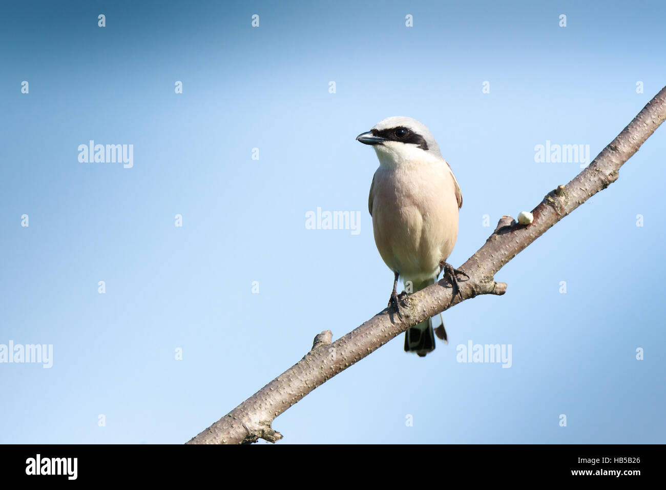 Shrike Bird Stock Photos & Shrike Bird Stock Images - Alamy