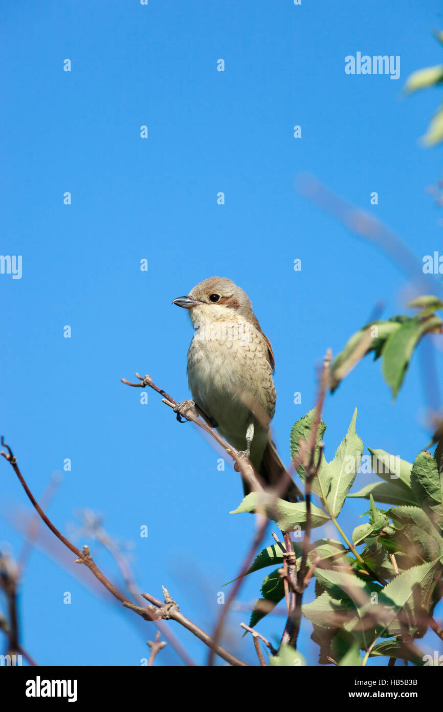 Lanius collurio. the Common Shrike in nature. Russia Stock Photo - Alamy