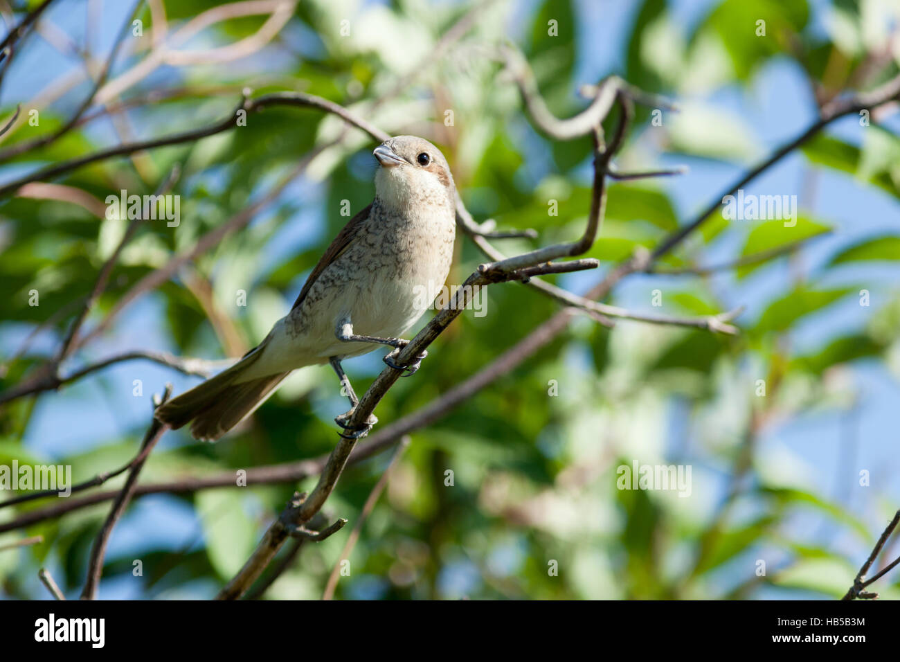 Lanius collurio. the Common Shrike in nature. Russia Stock Photo - Alamy