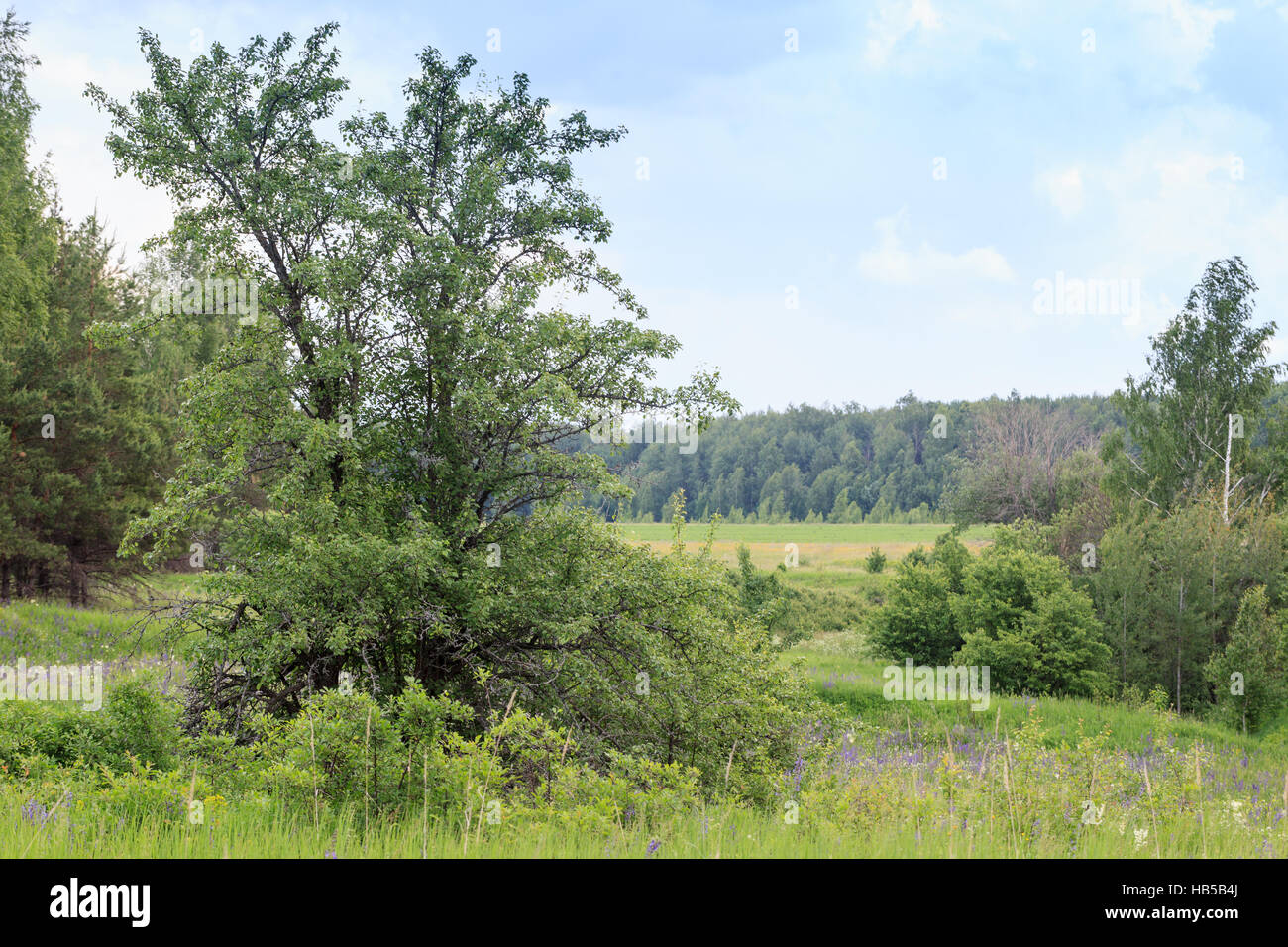 Breeding (nesting) Habitat of the Common Shrike (Lanius collurio ...