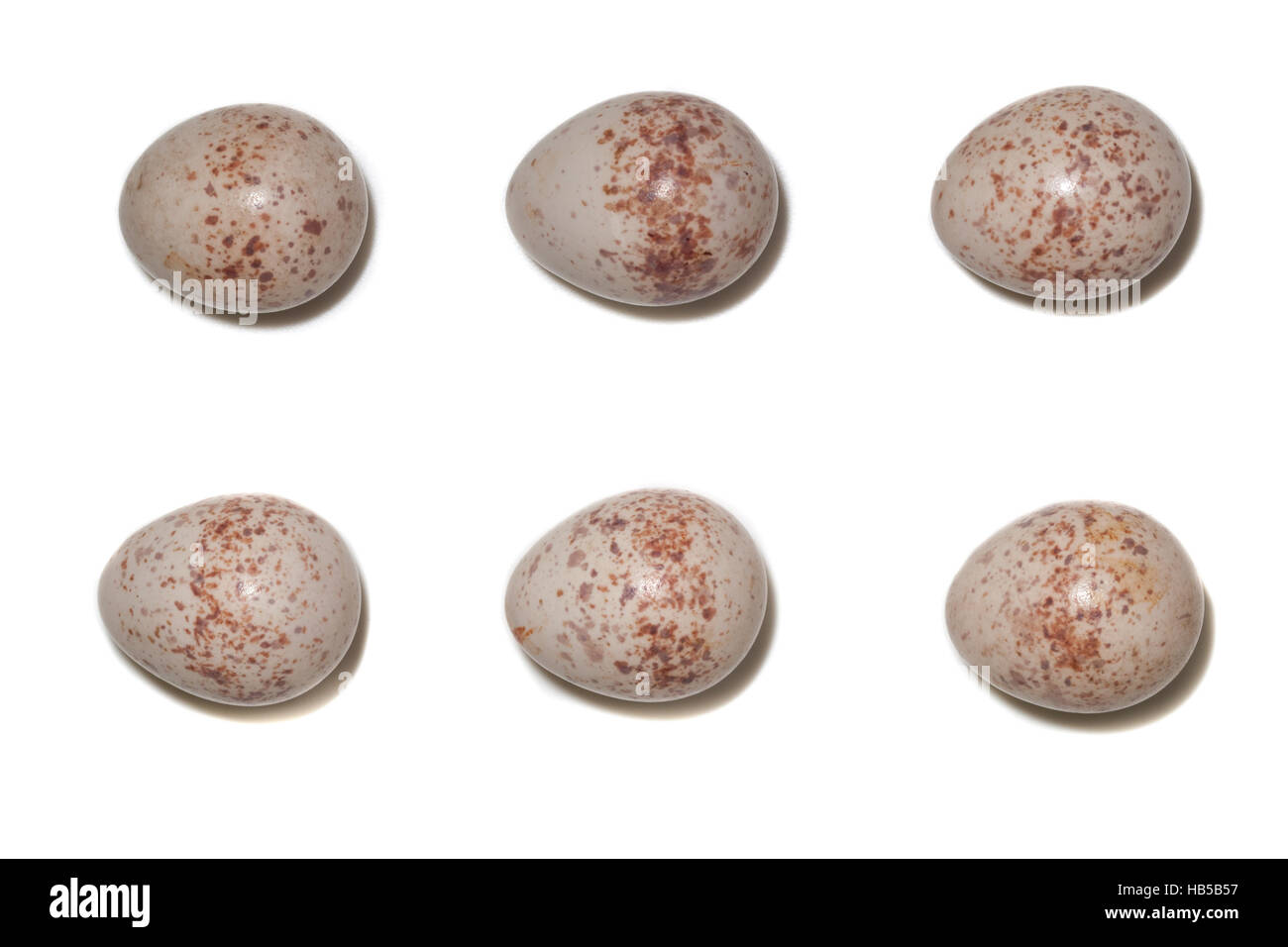 The eggs of the Common Shrike in front of white background, isolated ...